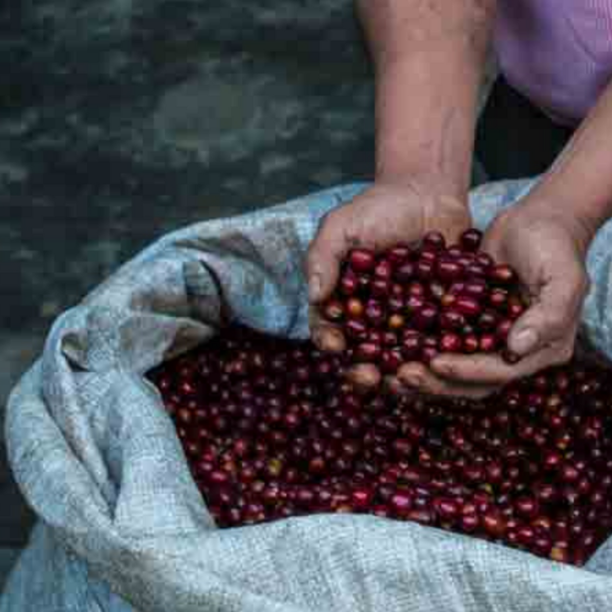 The Basics of Fermented Coffee – Moonbean Coffee Company