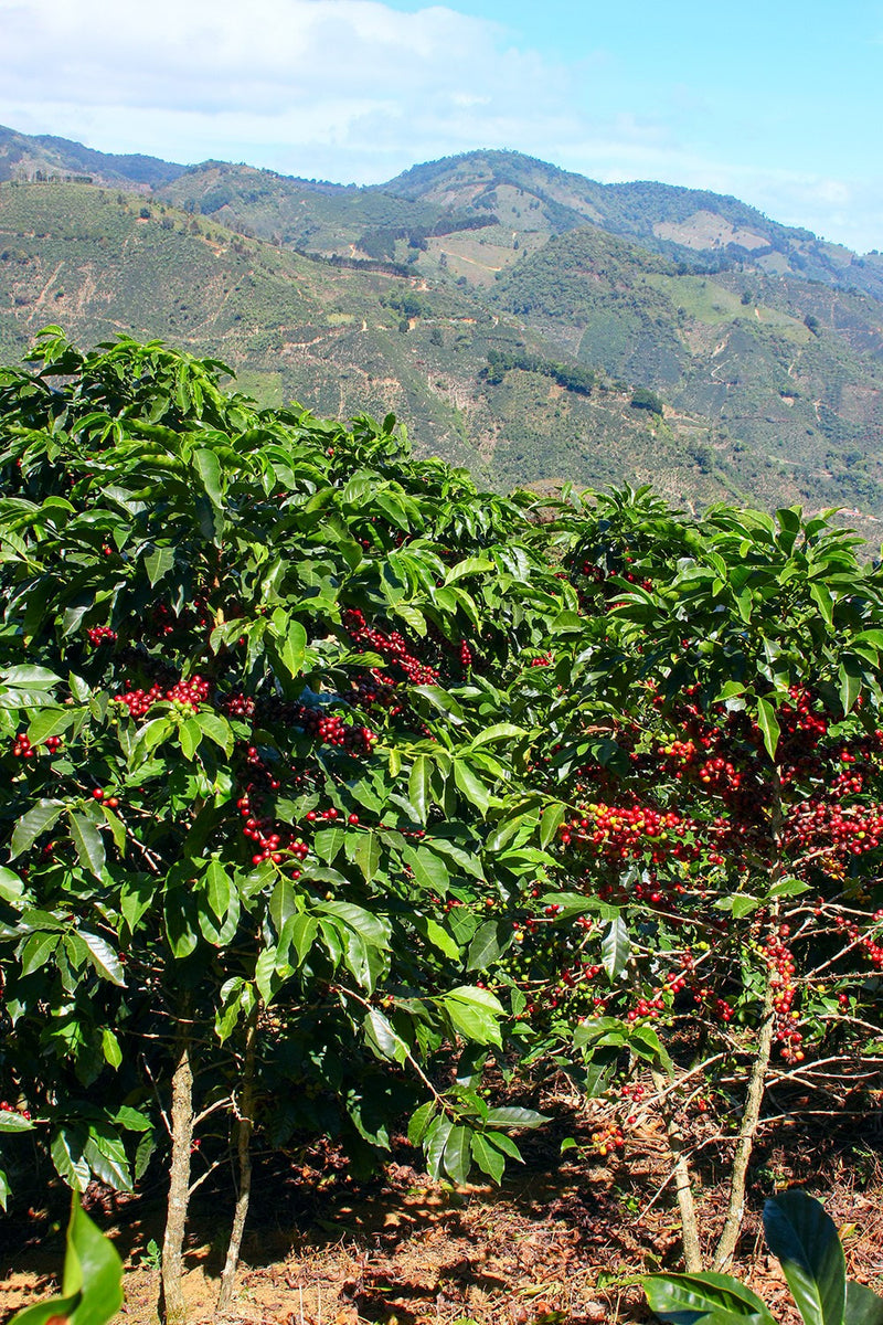 Finca El Cipres, Costa Rica, Tarrazu - Single Estate, Fully Washed ...